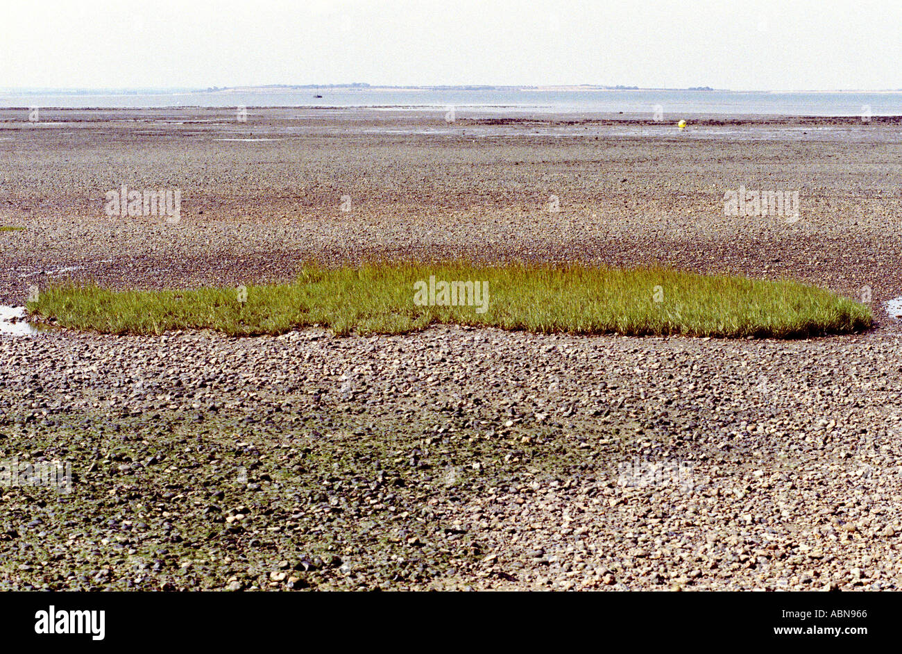 sea grass on beach Stock Photo - Alamy