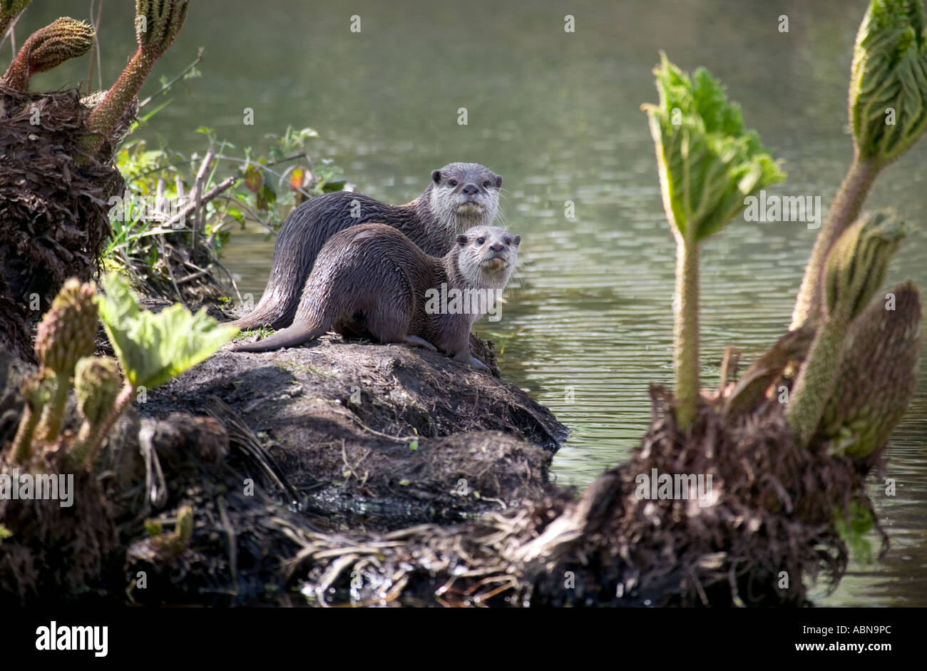 Otter holt hi-res stock photography and images - Alamy