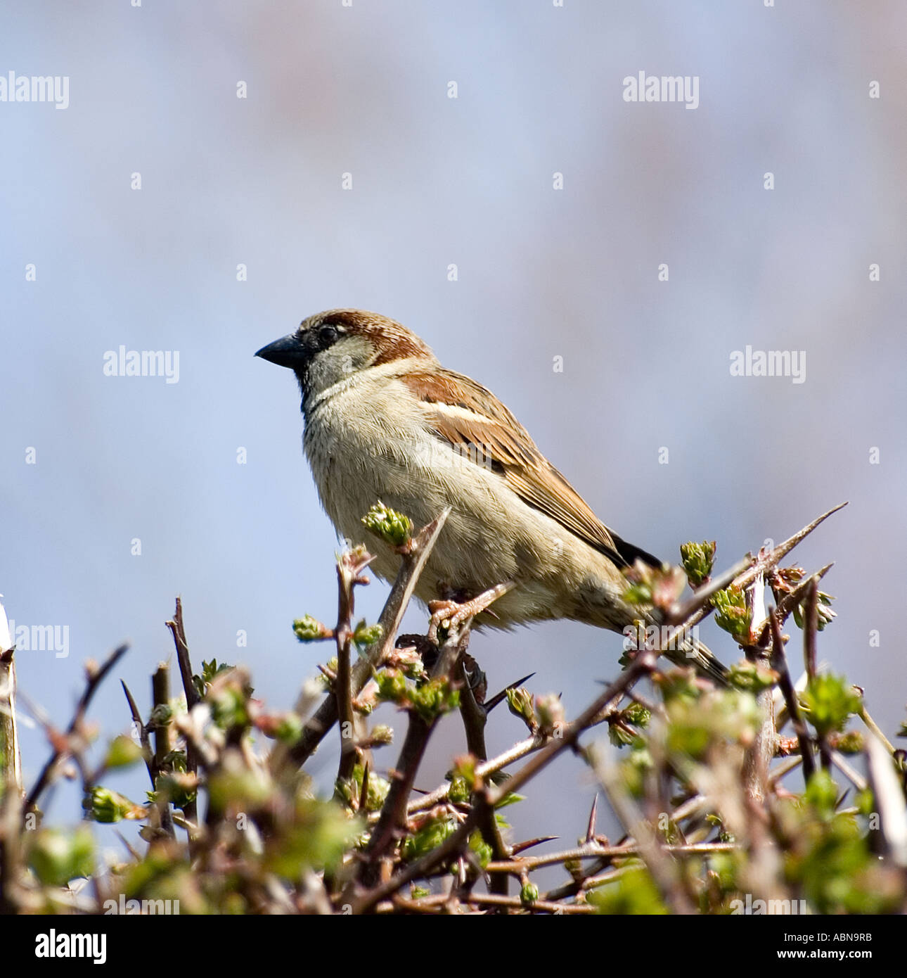 Birds on hedge hi-res stock photography and images - Alamy
