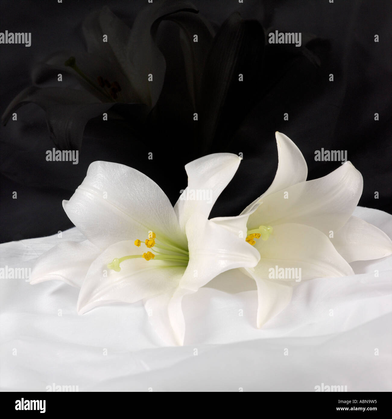 Two White Lily Flowers Lilium longiflorum Stock Photo - Alamy