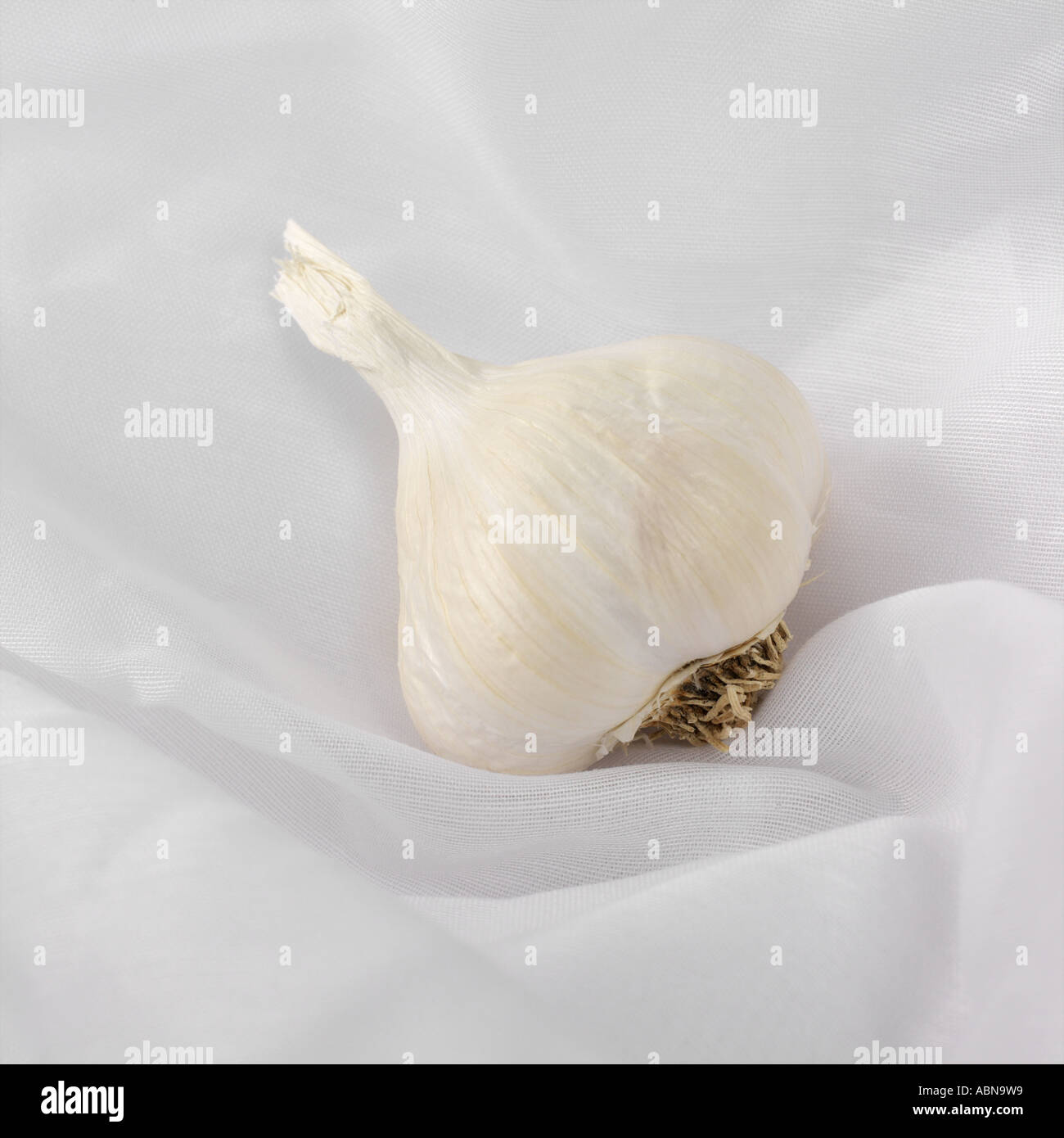 Garlic - Allium sativum Stock Photo - Alamy