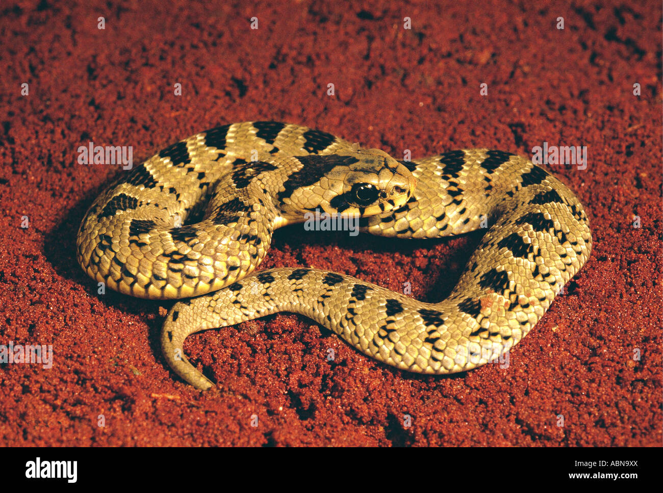 Puff Adder lying on red soil Durban South Africa Stock Photo - Alamy