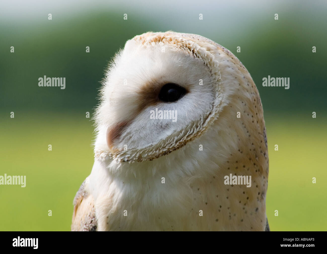 Owl head hi-res stock photography and images - Alamy