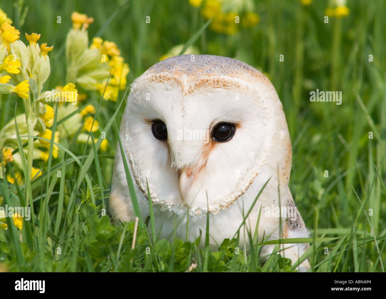 Barn Owl Head View Stock Photo - Alamy