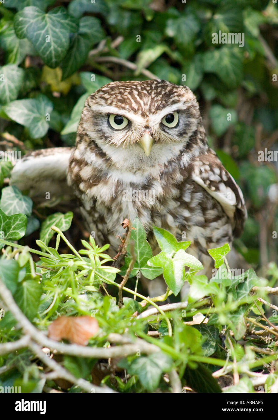 Little owls ivy hi-res stock photography and images - Alamy