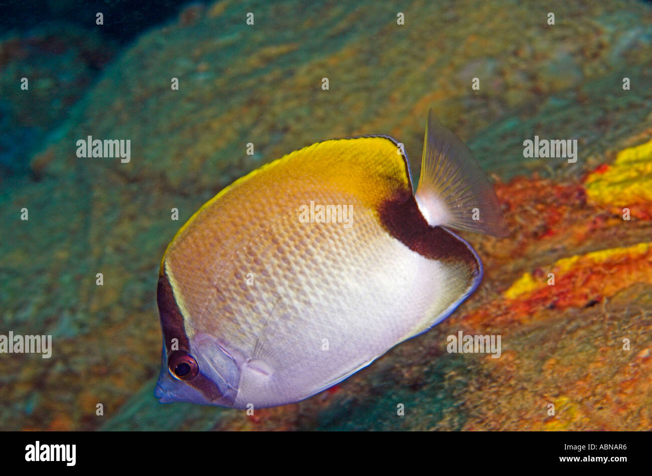 Marine fish of grenada hi-res stock photography and images - Alamy