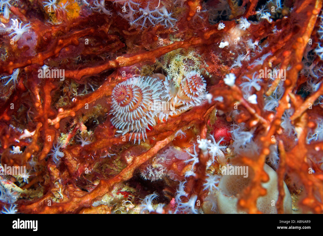 Two Christmas tree worms among hard and soft coral on seabed with red ...