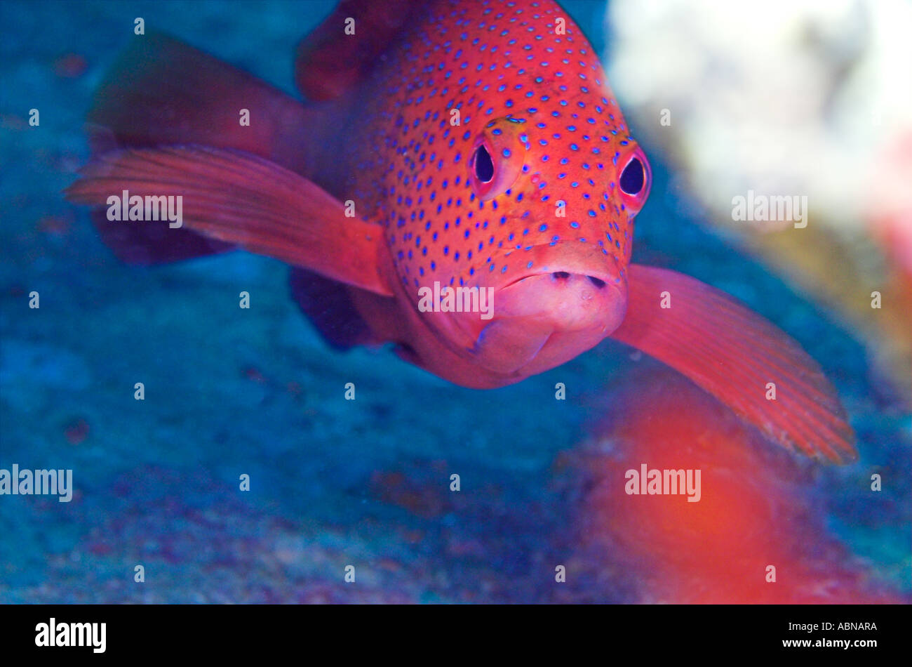 Grouper Cephalopholis fulva Caribbean Stock Photo - Alamy