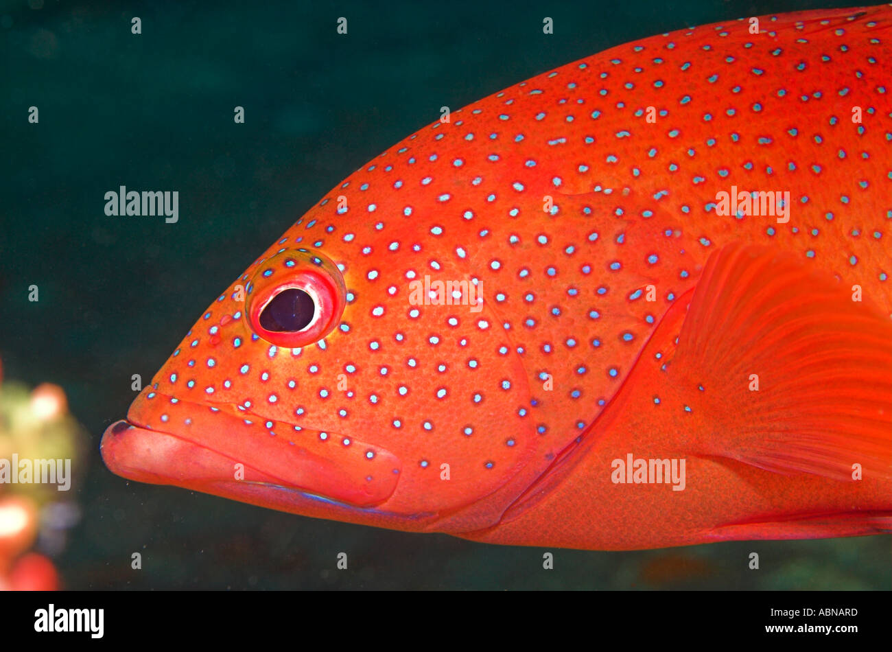 Side view portrait of Grouper Cephalopholis fulva Caribbean Stock Photo ...