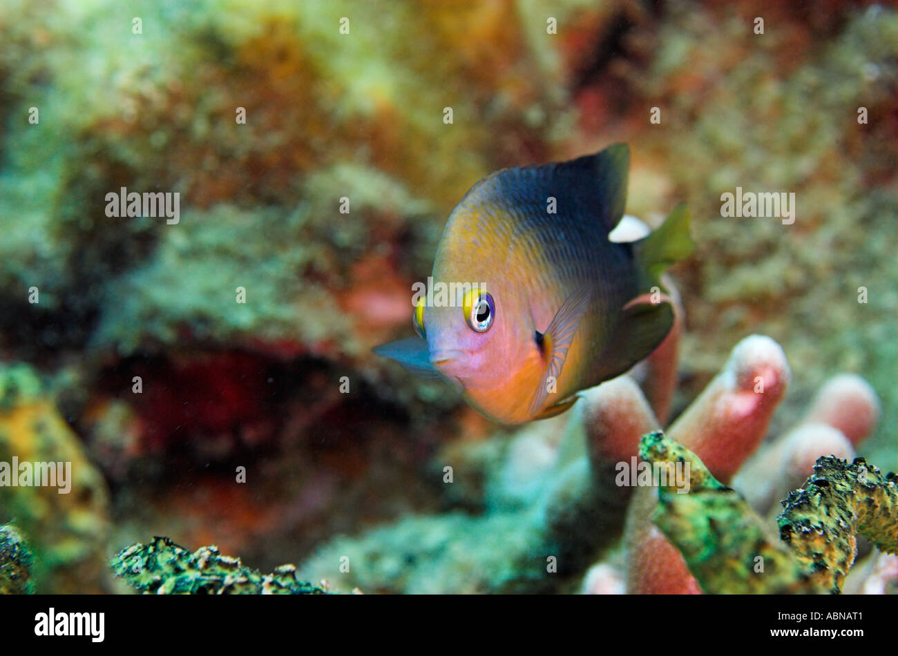 Spotted damselfish hi-res stock photography and images - Alamy