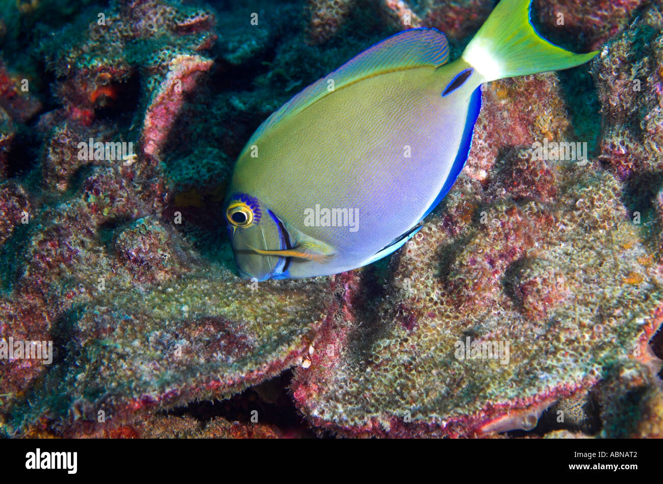 Ocean surgeon fish Acanthurus bahianus eating algae off coral ...