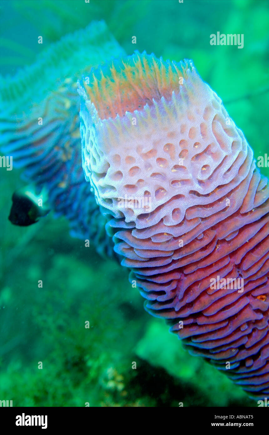 White vase sponge hi-res stock photography and images - Alamy