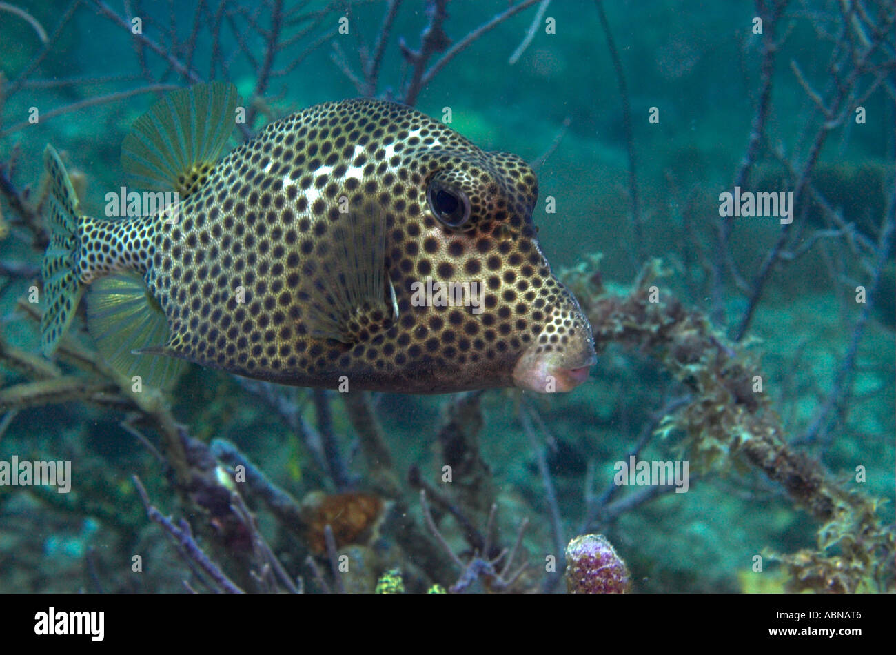 Spotted trunkfish hi-res stock photography and images - Alamy
