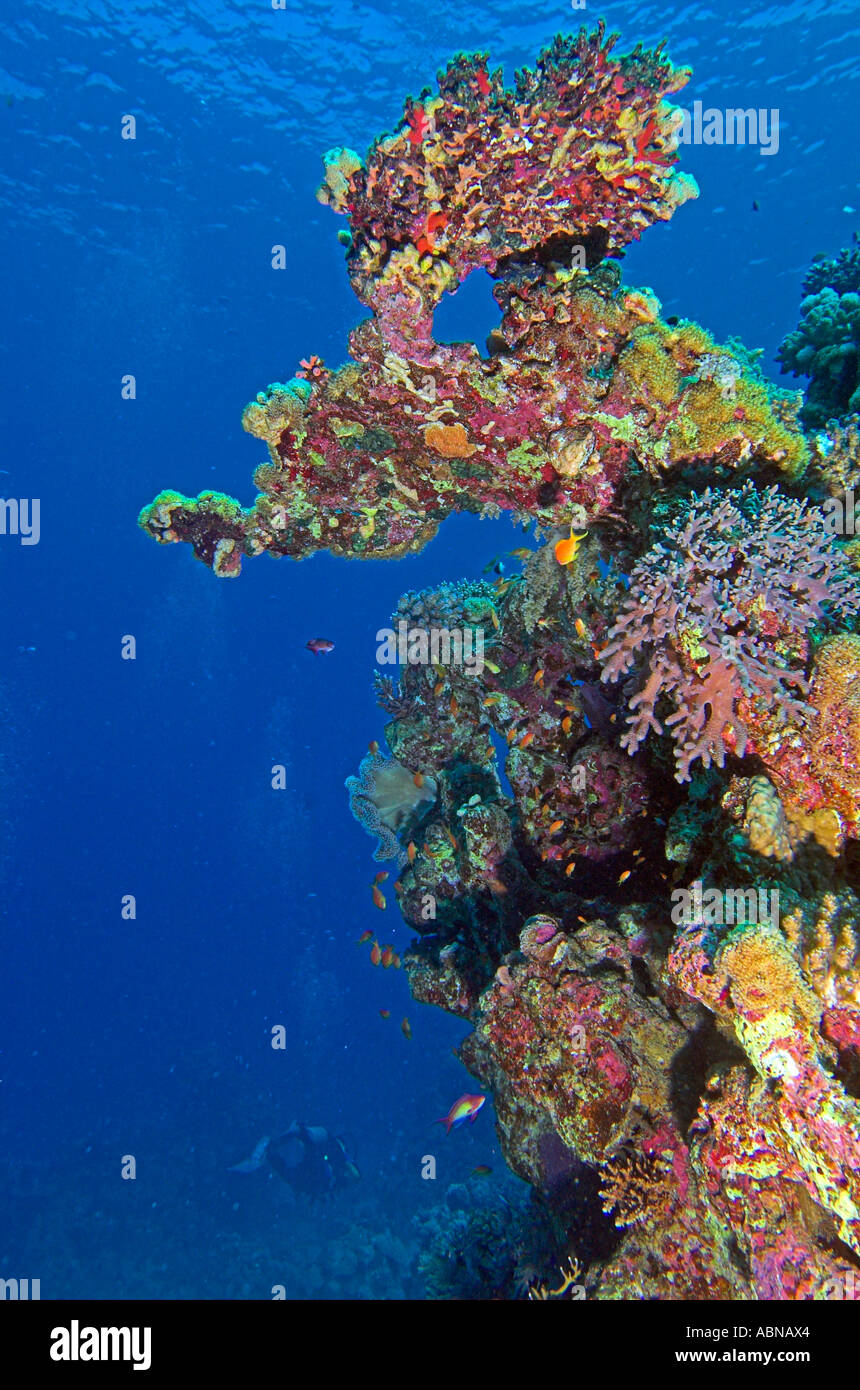 Multicolours of coral reef from underwater Red Sea Stock Photo - Alamy
