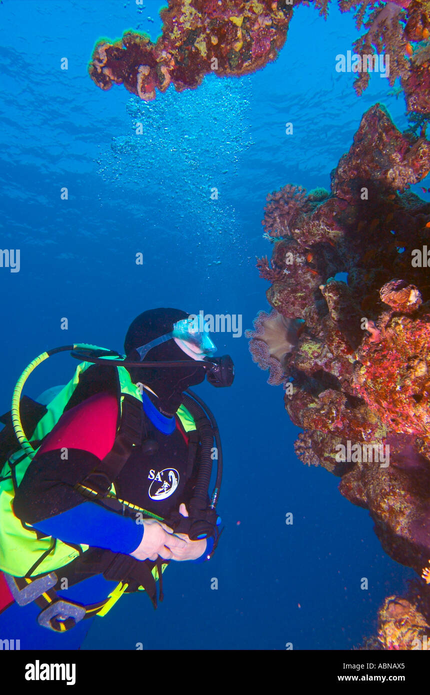 Soft coral egyptian red sea hi-res stock photography and images - Alamy