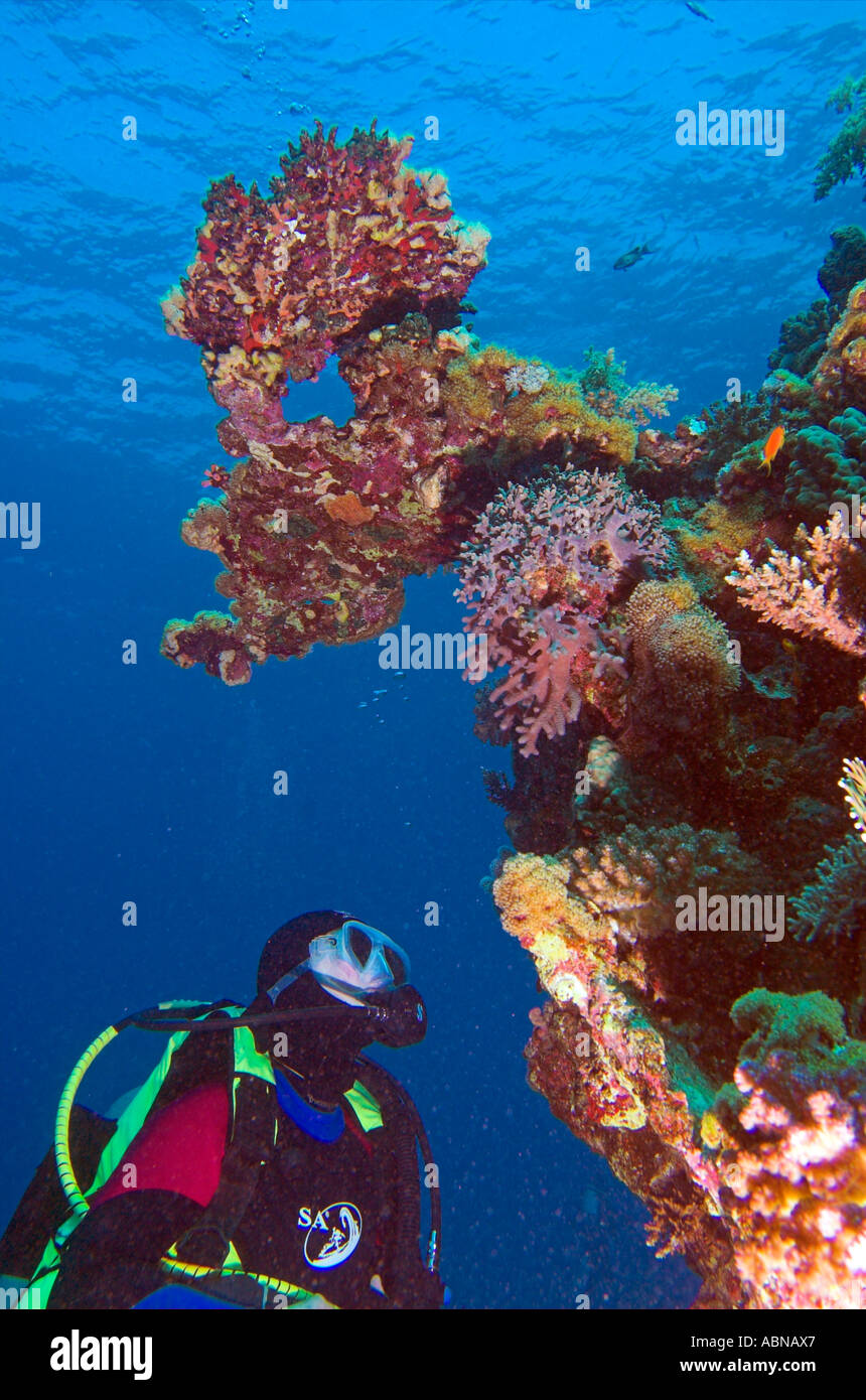 Scuba diver looking up at coral on reef Red Sea Stock Photo - Alamy