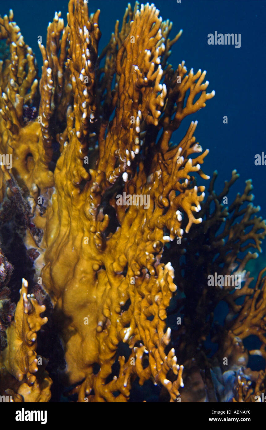 Millepora alcicornis hi-res stock photography and images - Alamy