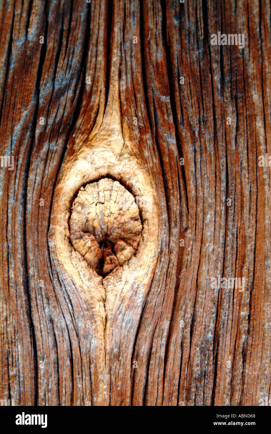 vein from old weather beaten wood with branch Stock Photo - Alamy