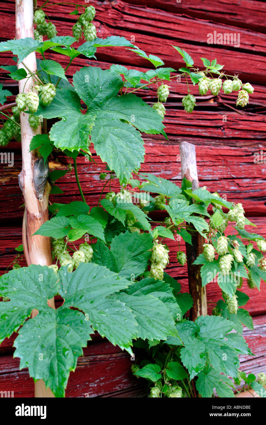 hops on the wall of an old red block cottage Stock Photo - Alamy