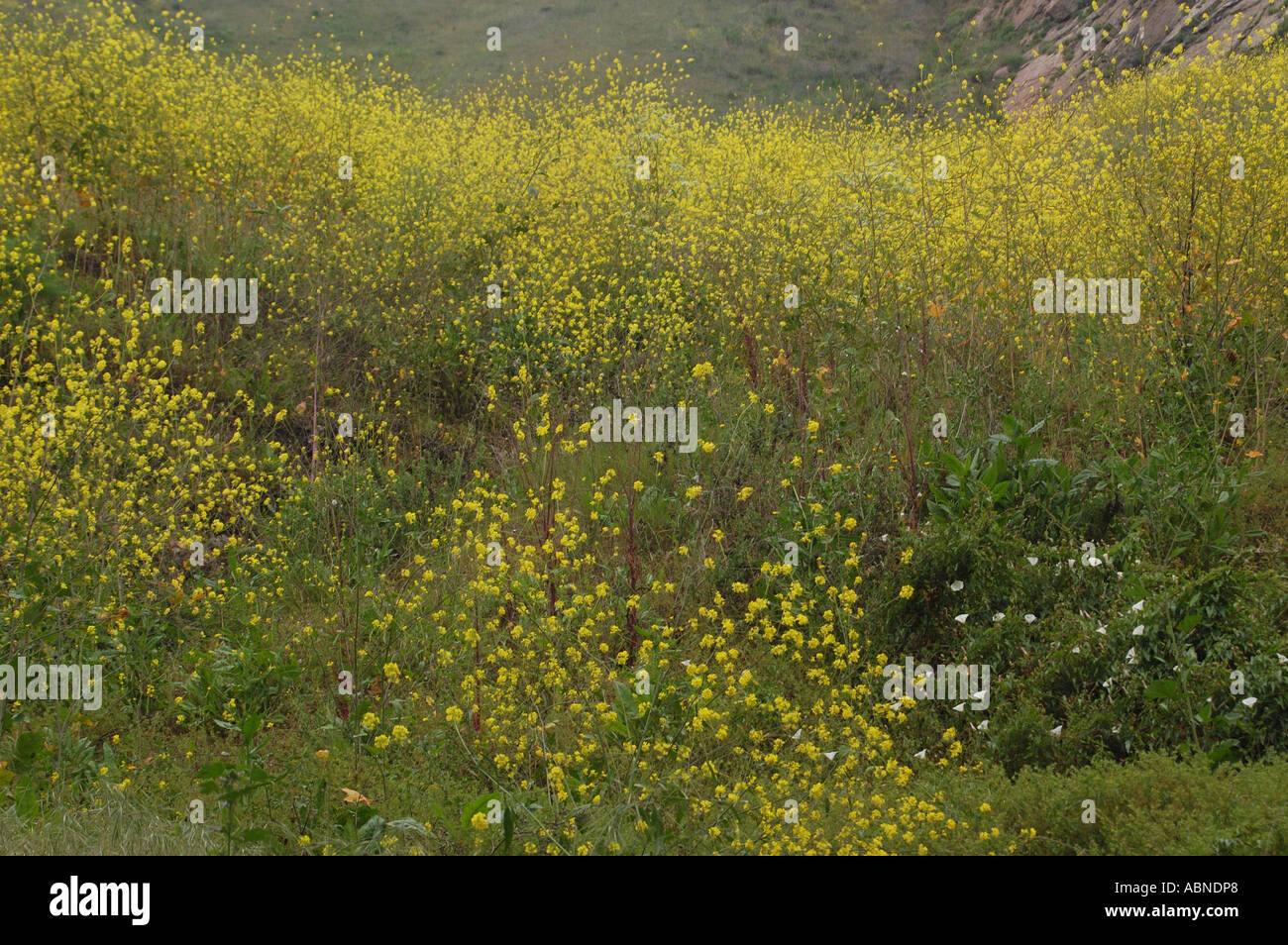 Wild Yellow Mustard Stock Photo - Alamy