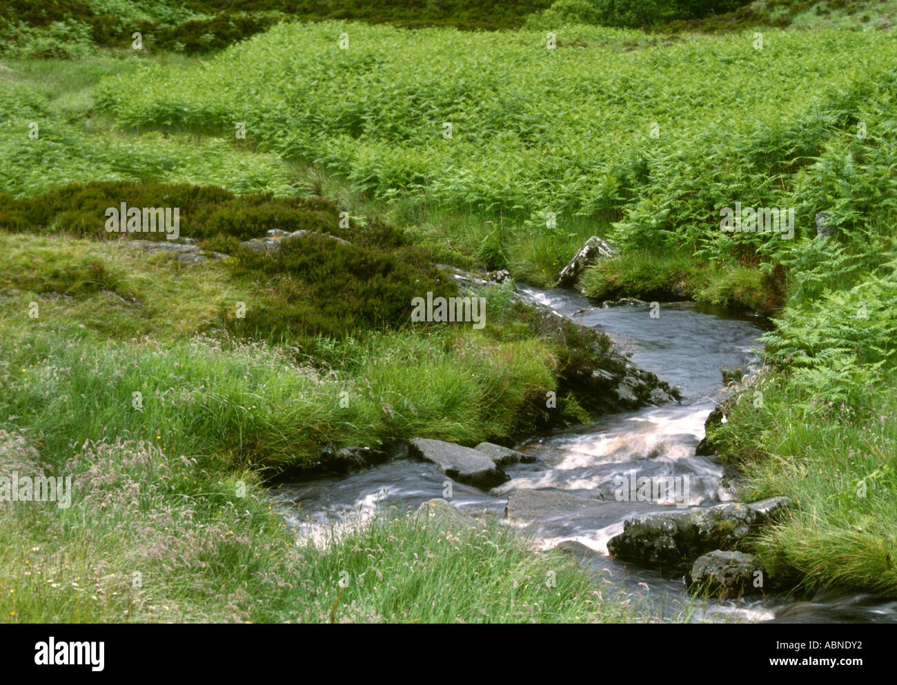 Scotland Highlands Trossachs Achray Forest stream flowing through lush ...