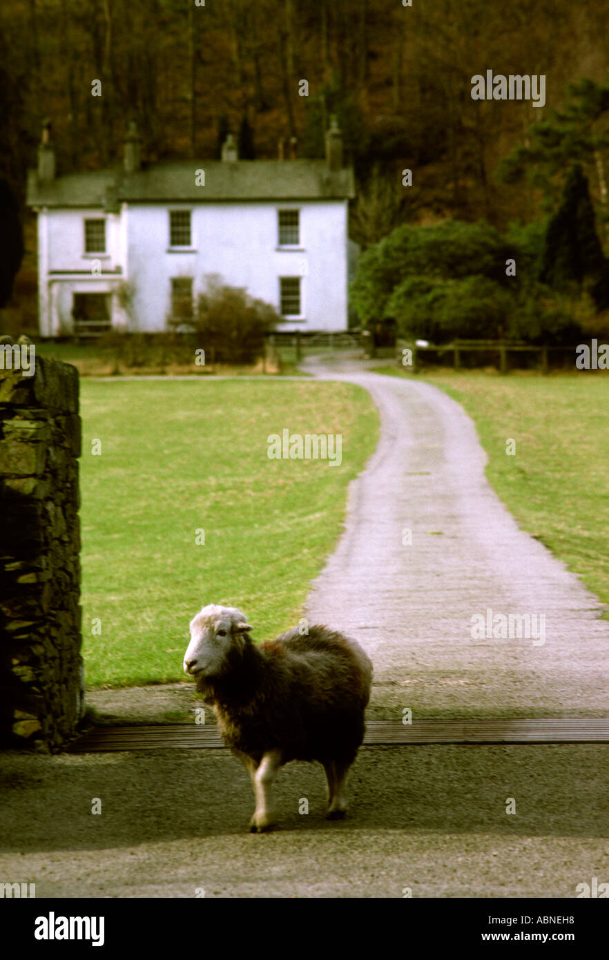 Cumbria Grasmere farming sheep at entrance to farm drive Stock Photo ...
