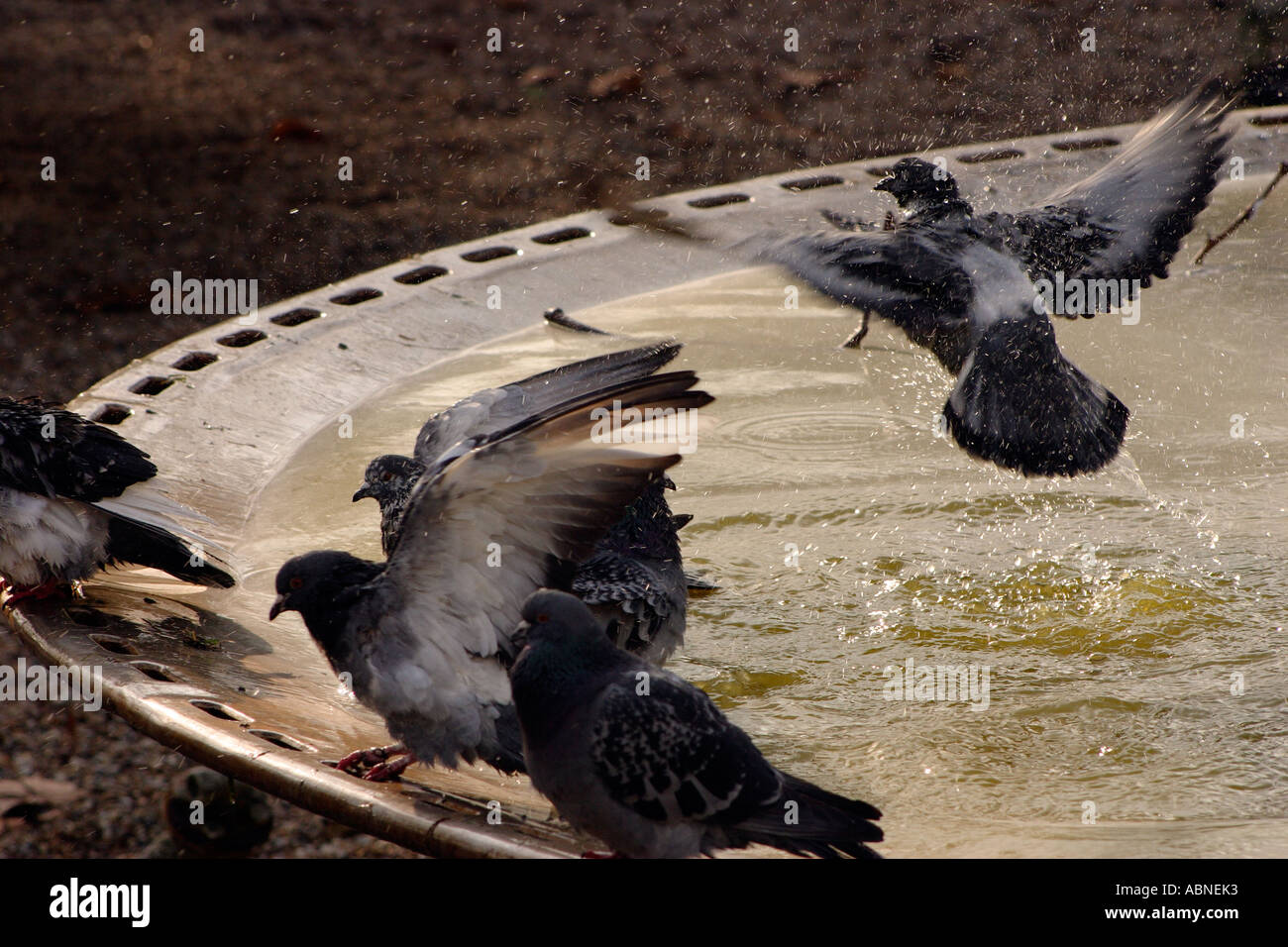 Pigeons in Bird Bath Stock Photo - Alamy