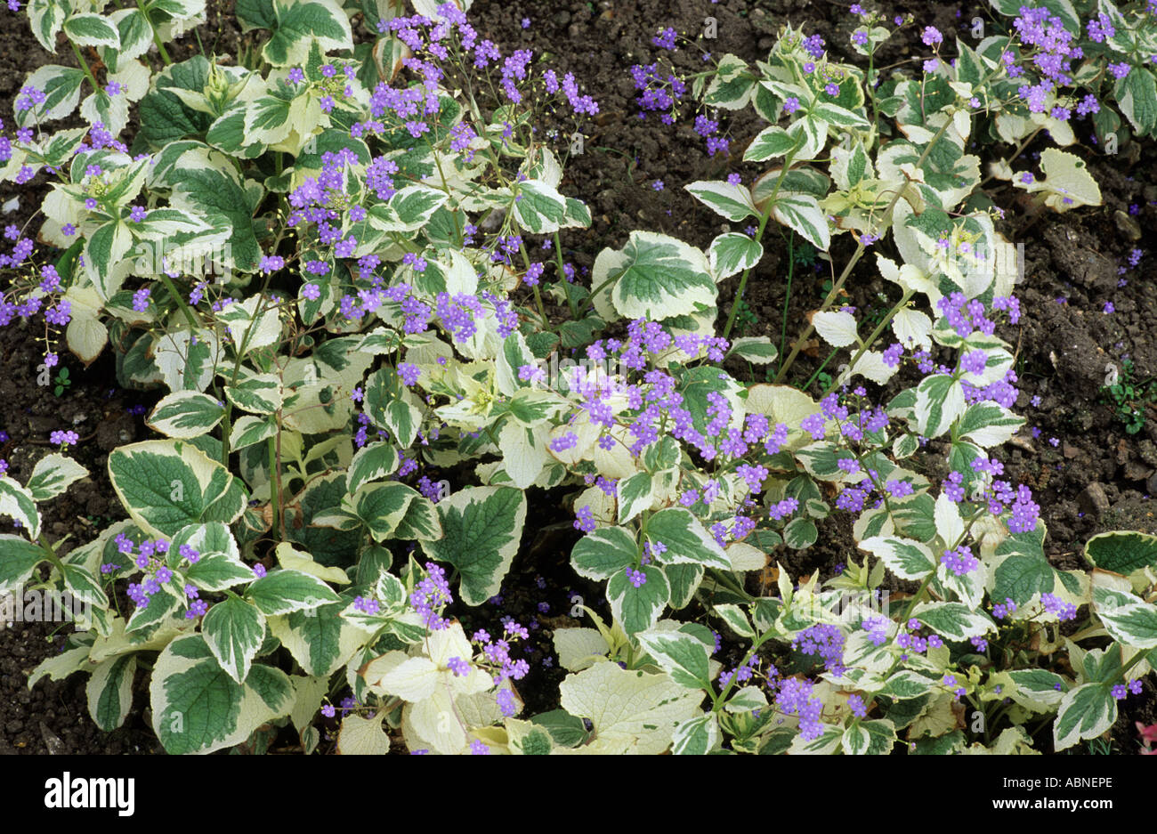Brunnera macrophylla Dawson s White Stock Photo - Alamy