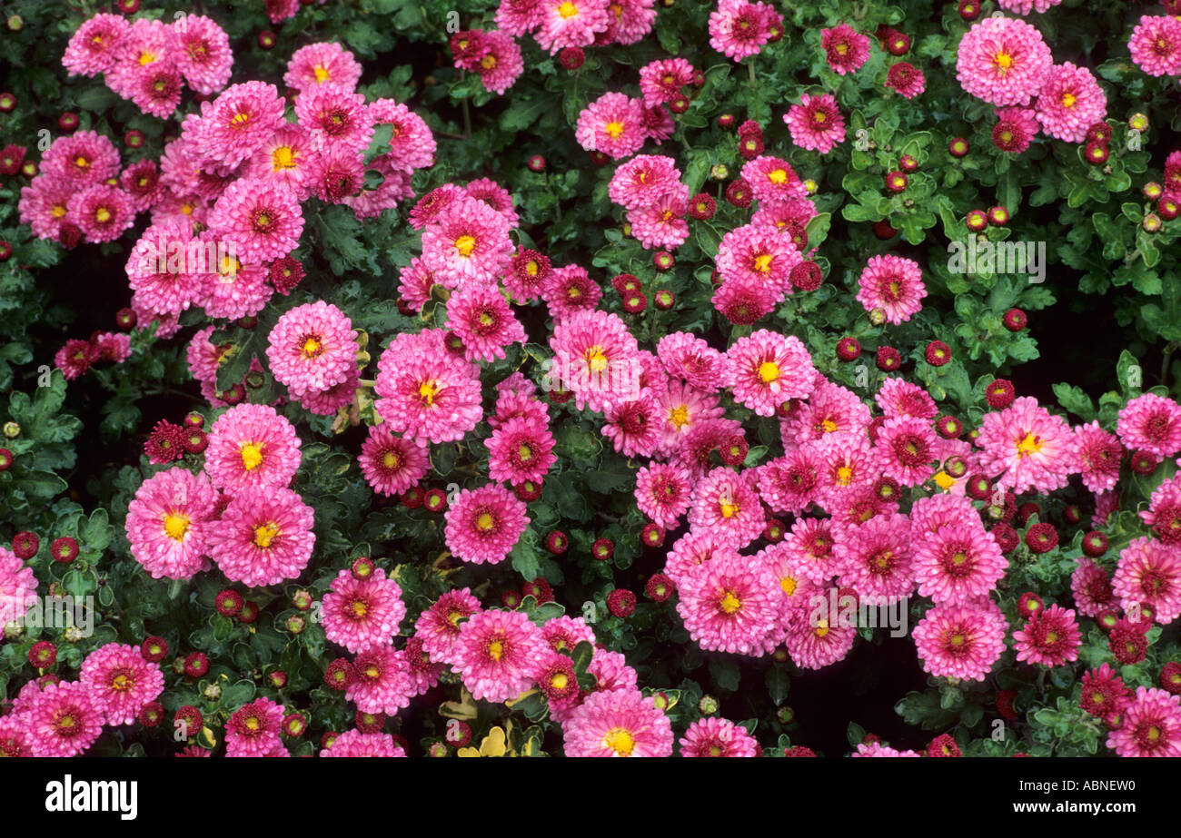 Anastasia hi-res stock photography and images - Alamy