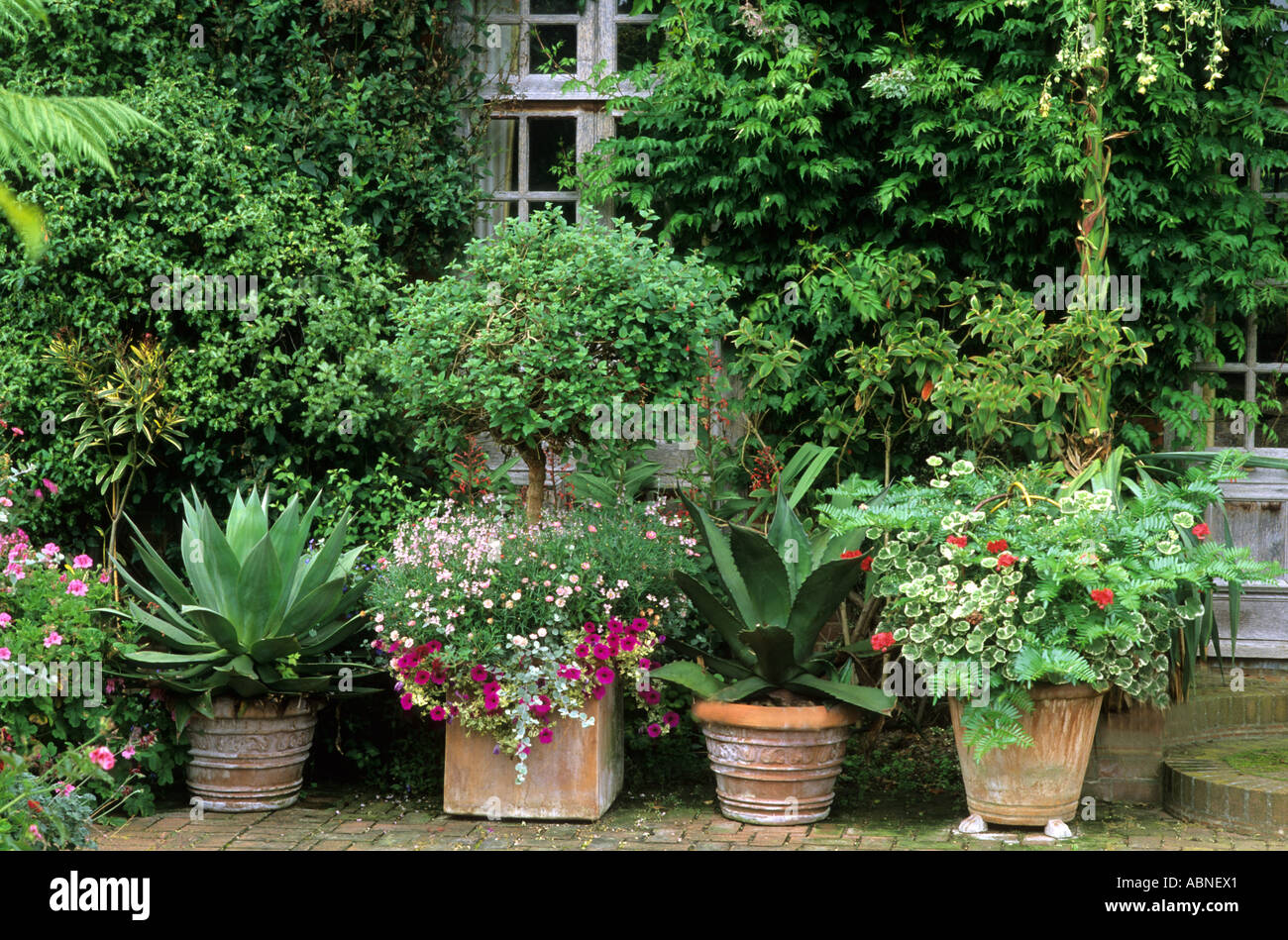 Containers on Brick Patio Agave East Ruston Stock Photo - Alamy