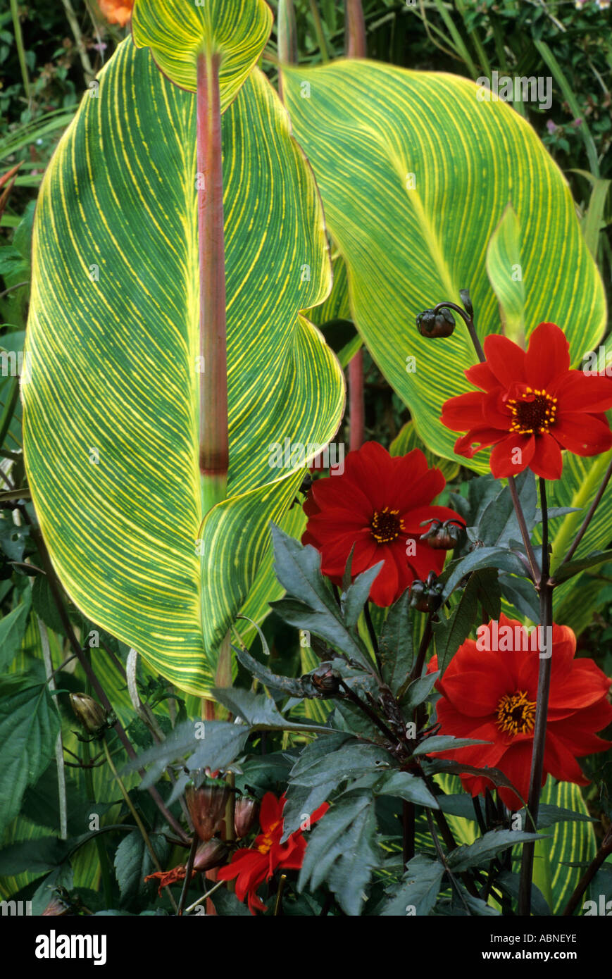 Exotic border Canna, Dahlia Stock Photo - Alamy