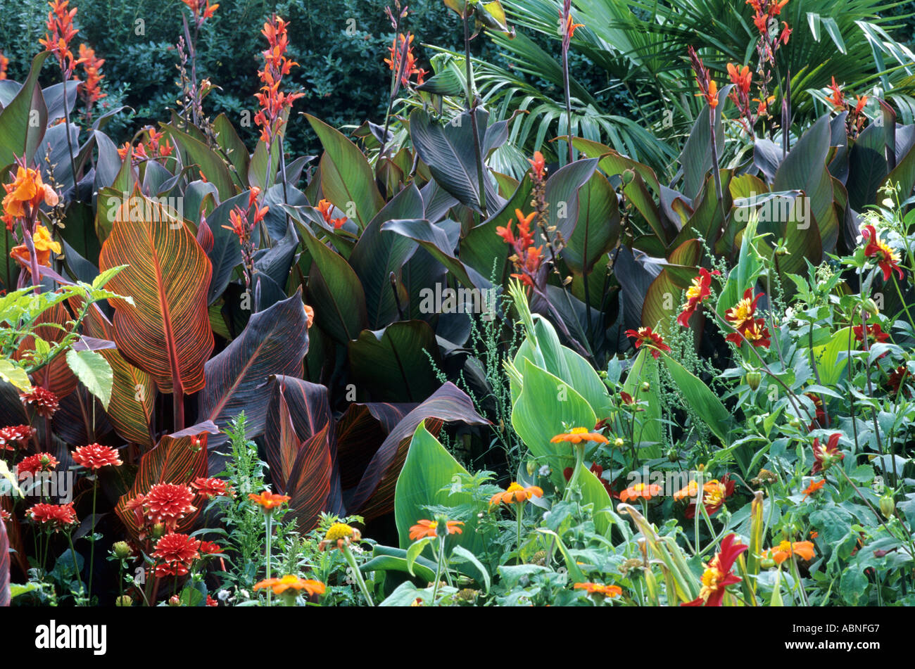 Exotic border, Canna Stock Photo - Alamy