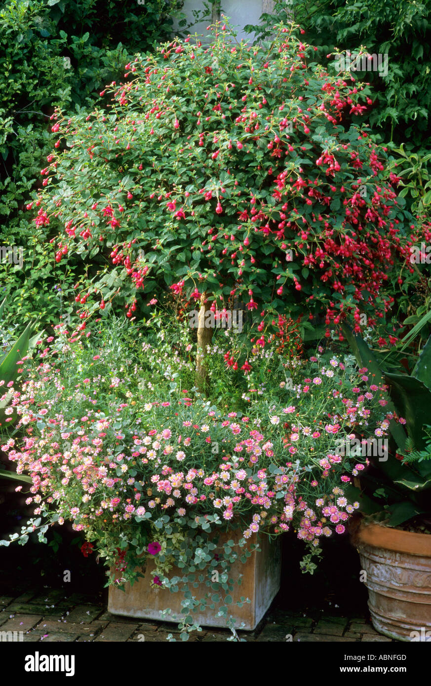 Standard fuchsia hi-res stock photography and images - Alamy