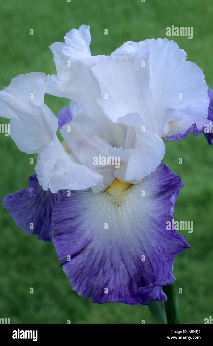 Iris alizes hi-res stock photography and images - Alamy