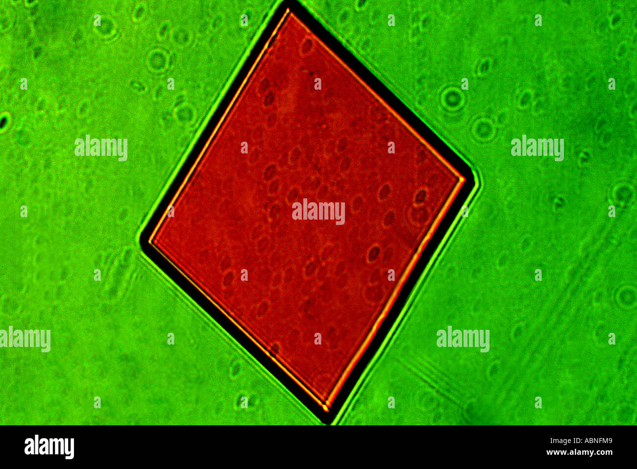 Crystal of Potassium ferricyanide Stock Photo - Alamy