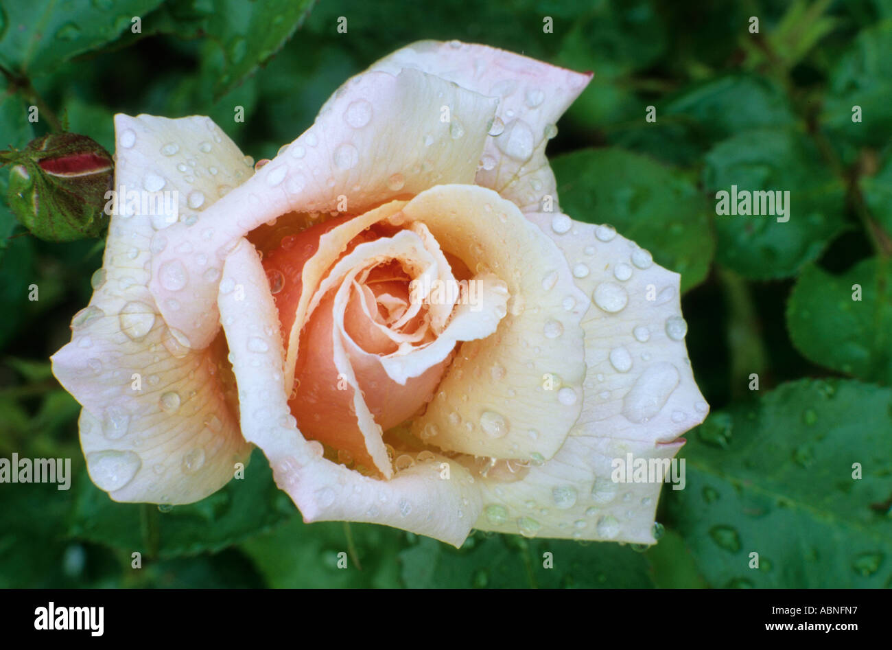 Chanelle rose hi-res stock photography and images - Alamy