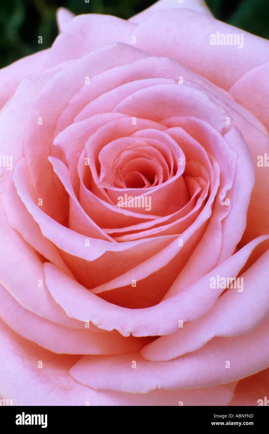 Rosa 'Congratulations', Hybrid Tea Rose Stock Photo - Alamy