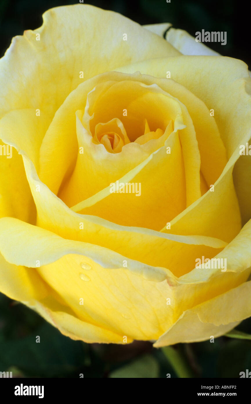 Rosa Elina, Hybrid Tea Rose Stock Photo - Alamy