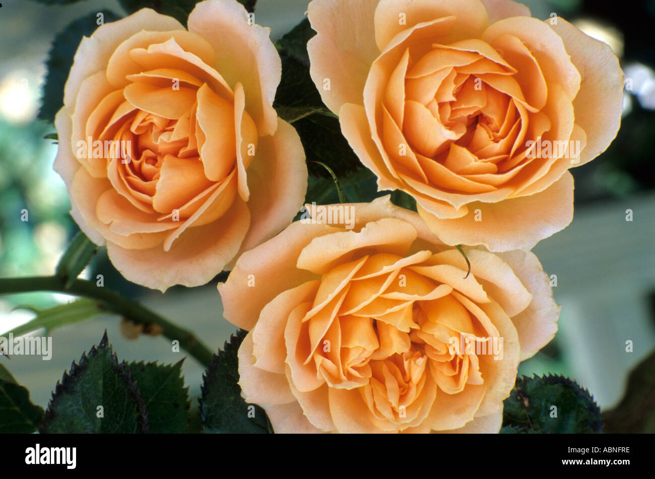 Rosa Sweet Dreams Floribunda Rose Stock Photo - Alamy