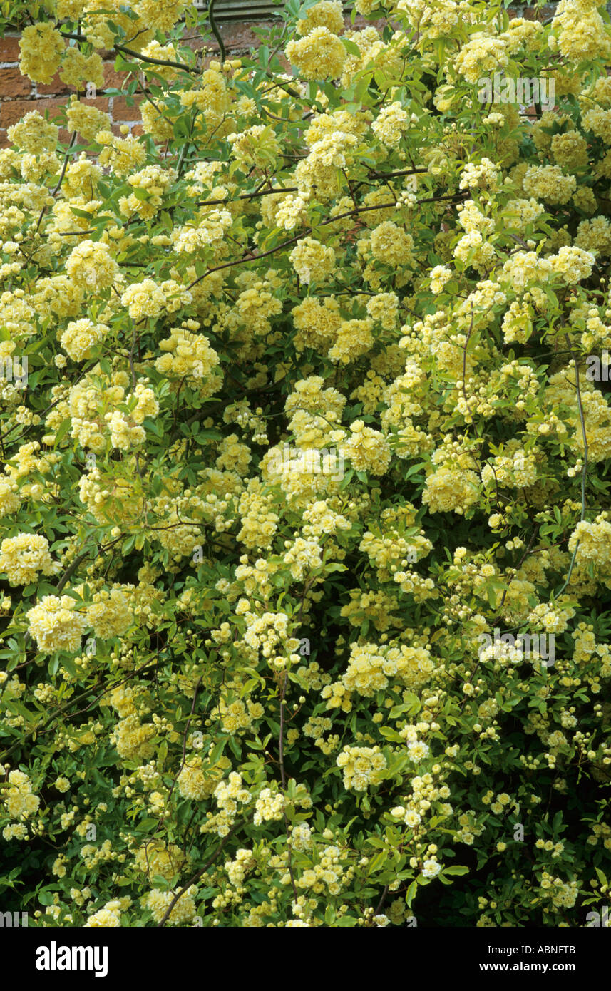 Rosa banksiae Lutea Stock Photo - Alamy