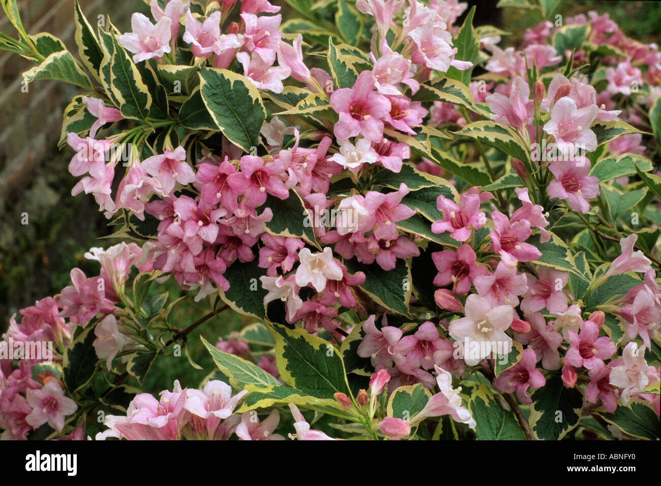Weigela Florida 'Variegata' Stock Photo - Alamy
