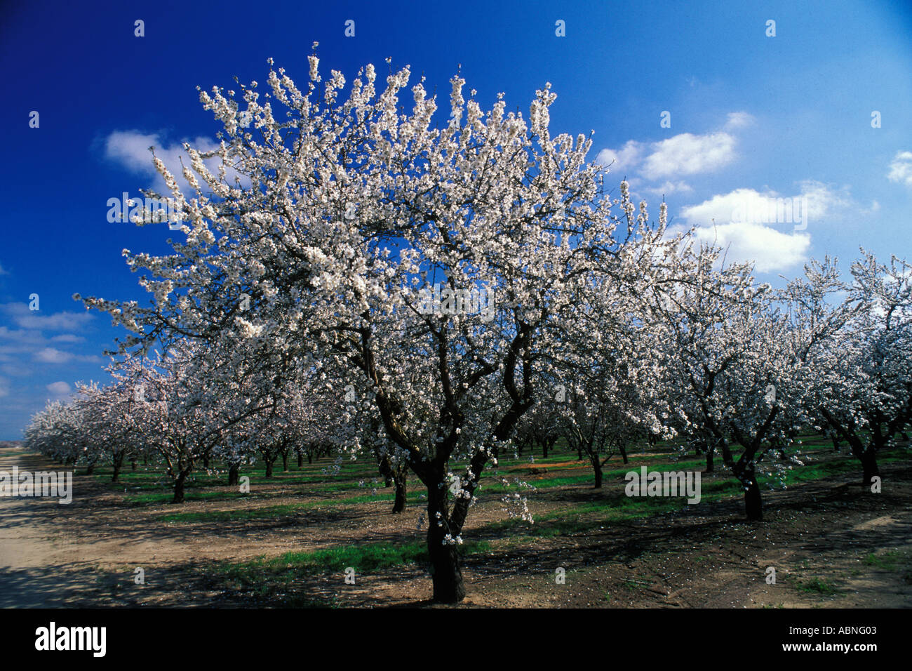 California, Modesto, Almond orchard in bloom Stock Photo - Alamy