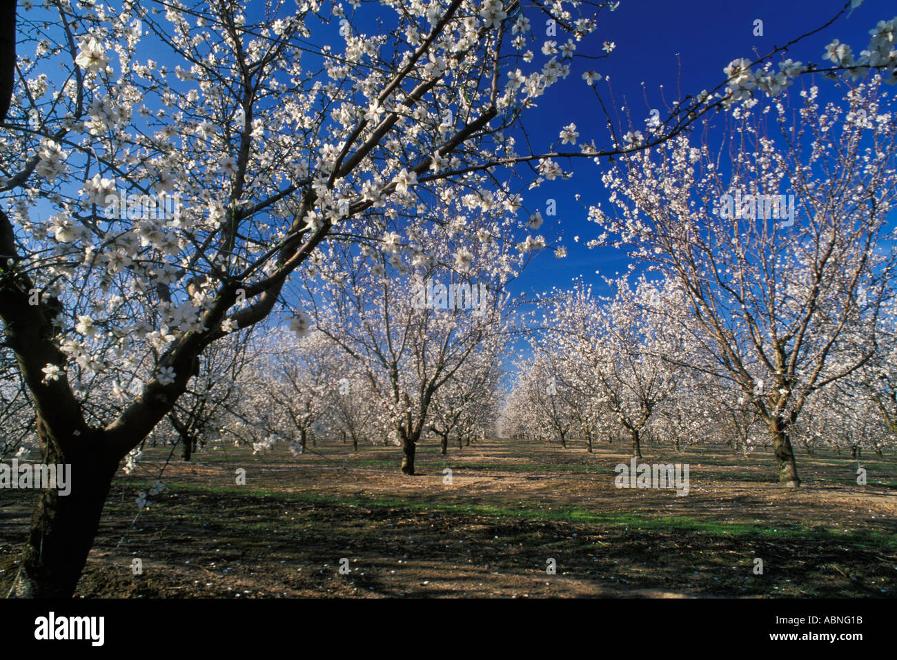 California, Modesto, Almond orchard in bloom Stock Photo - Alamy