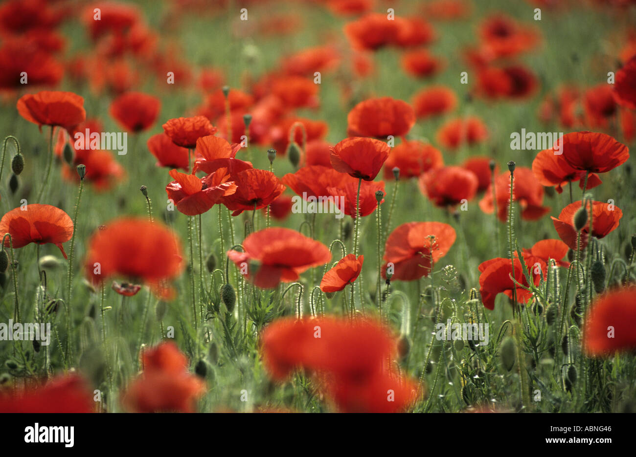 Cotswold poppy fields hi-res stock photography and images - Alamy