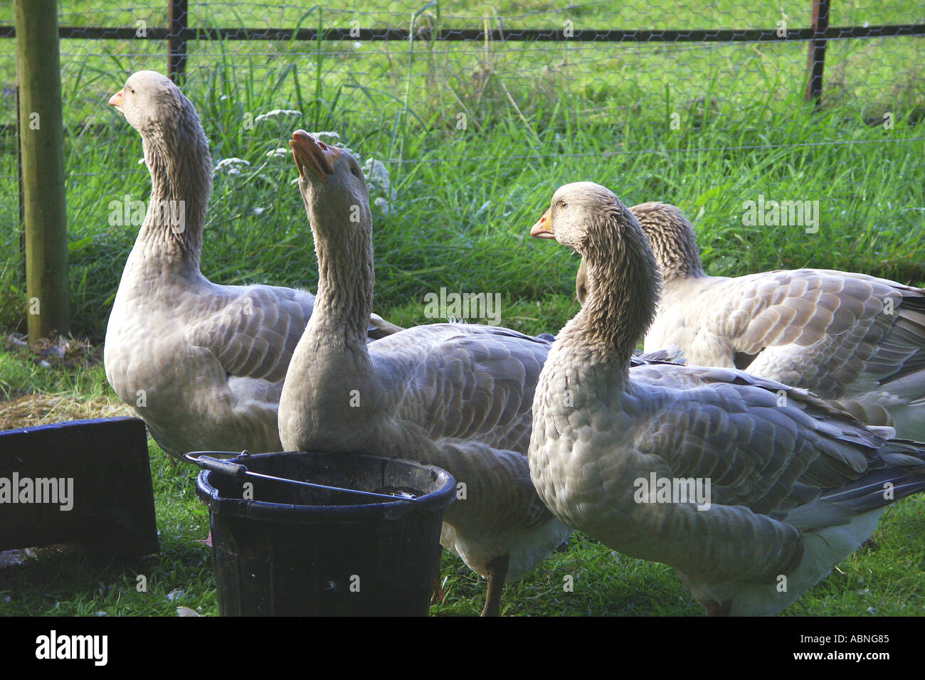 two pairs of geese striking a pose and drinking water in an english ...