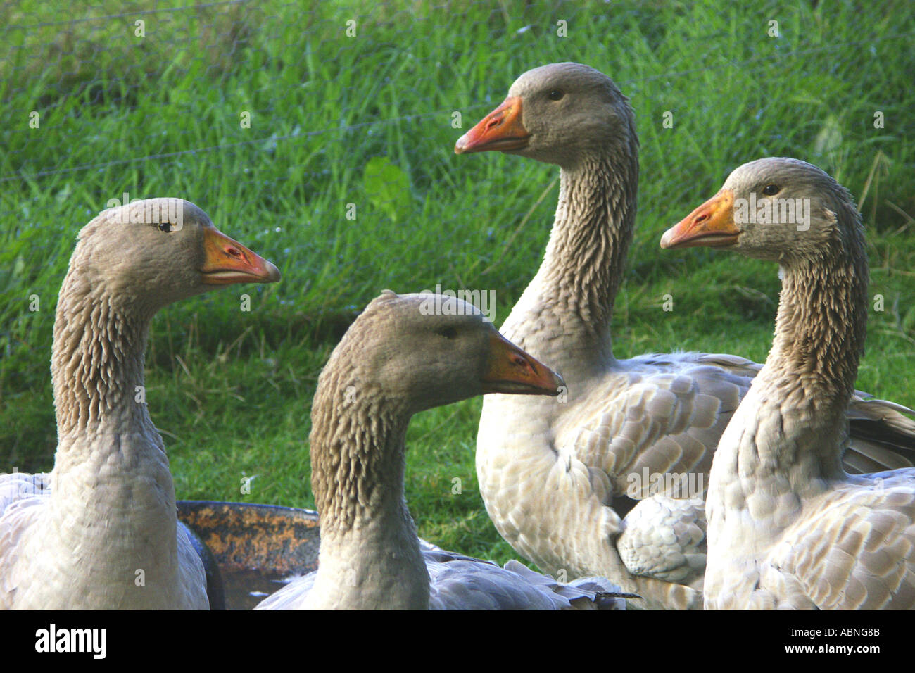 two pairs of geese striking a pose in an english country estate on a ...