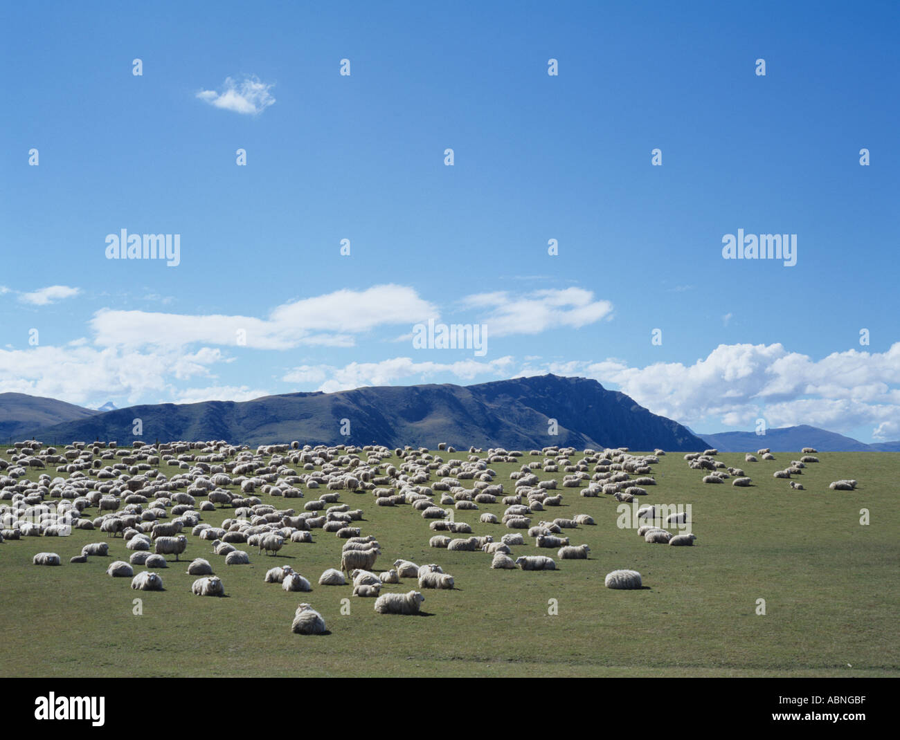 Dwarf sheep hi-res stock photography and images - Alamy