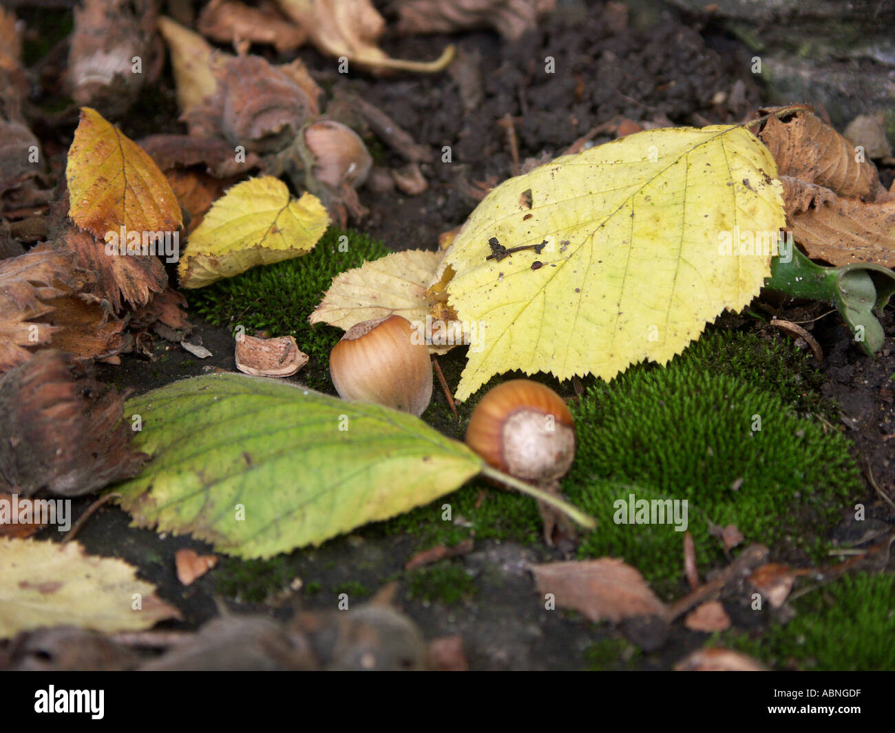 Hazel nut forest floor hi-res stock photography and images - Alamy