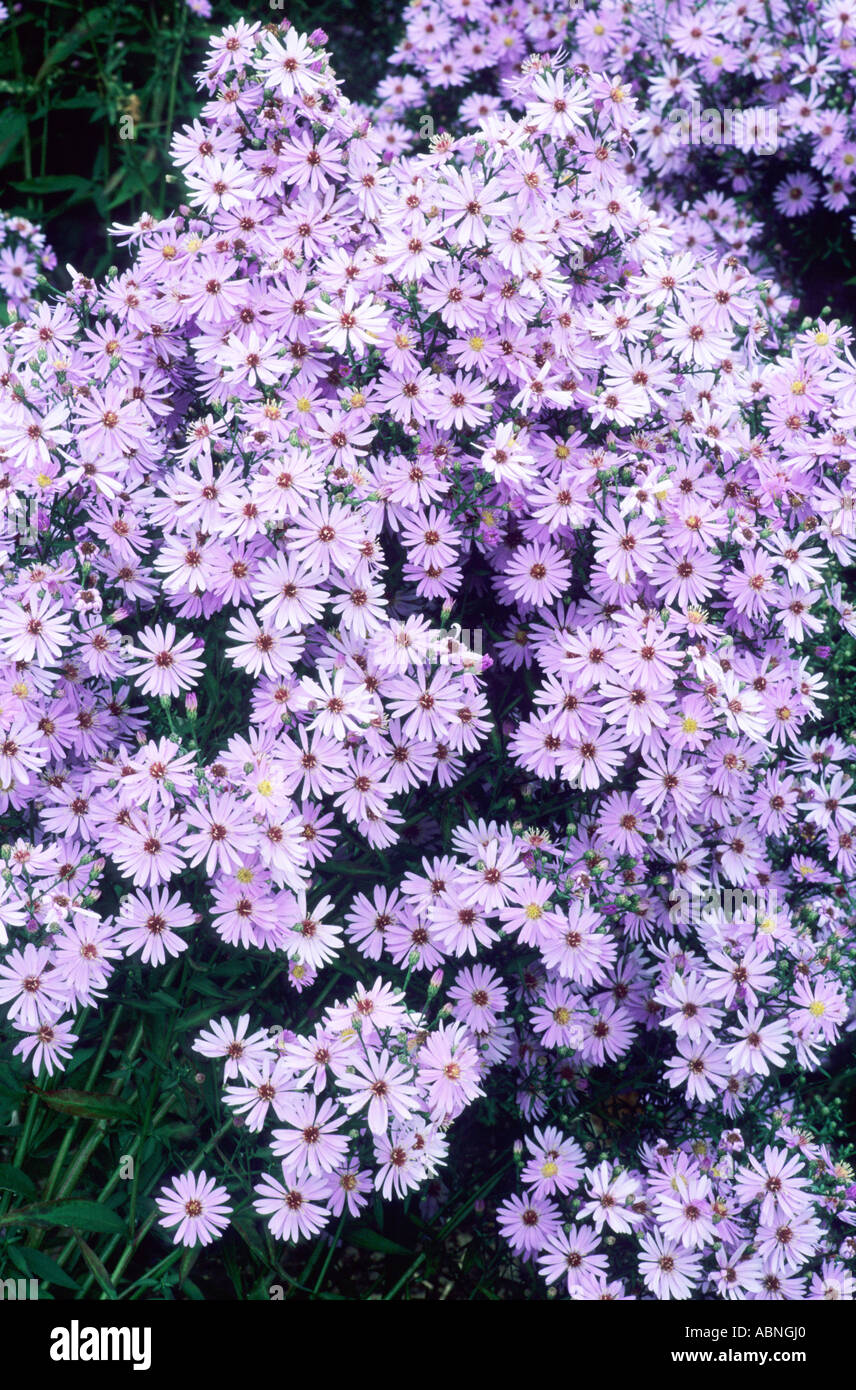 Aster Little Carlow High Resolution Stock Photography and Images - Alamy