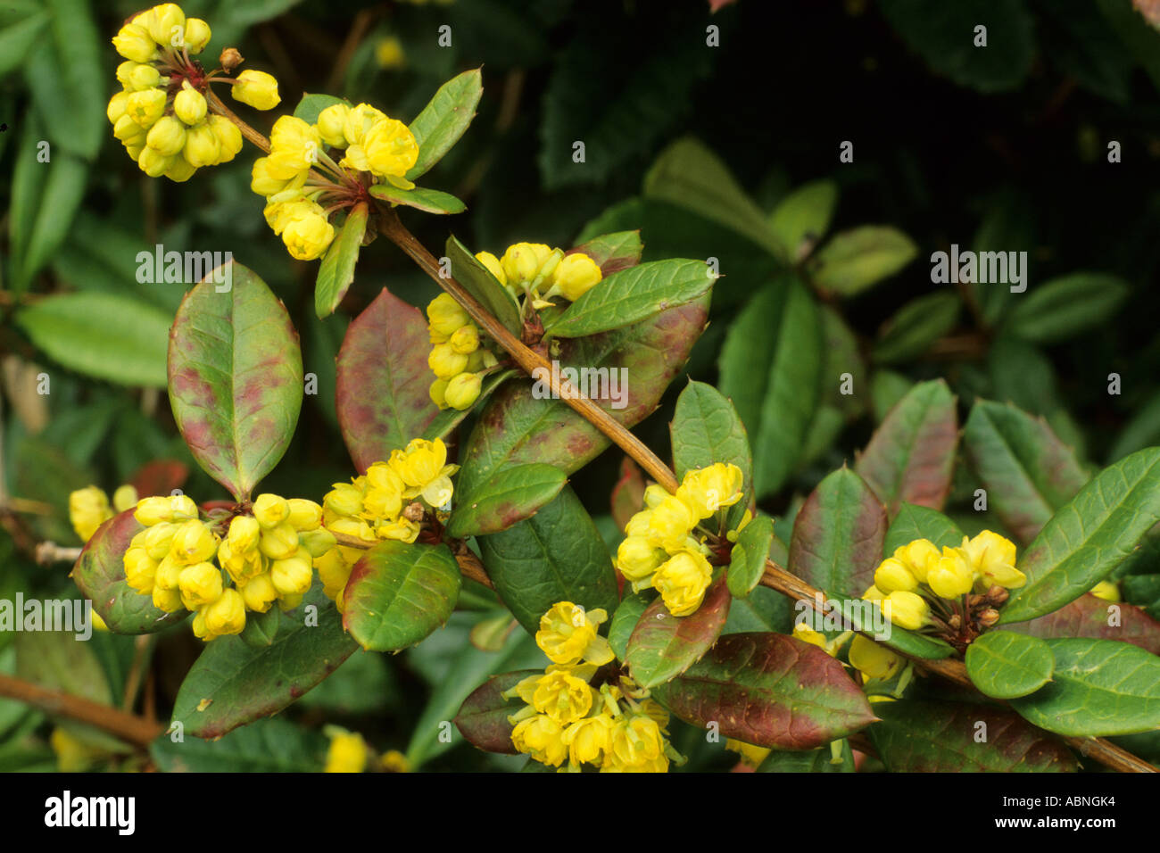 Berberis julianae hi-res stock photography and images - Alamy